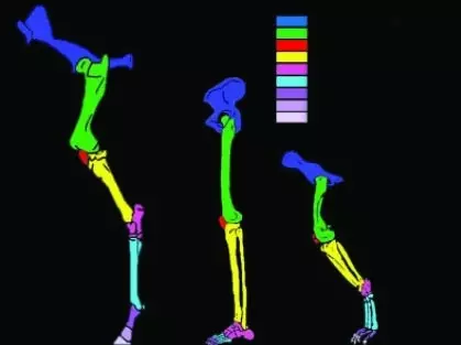 Stopa w wielu wydaniach. Fascynująca różnorodność autopodium posterius ...