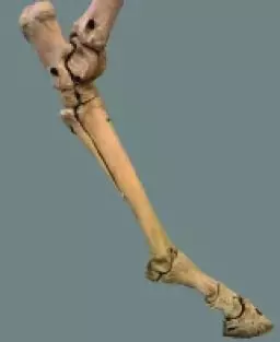 Stopa w wielu wydaniach. Fascynująca różnorodność autopodium posterius ...