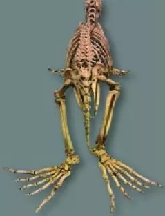 Stopa w wielu wydaniach. Fascynująca różnorodność autopodium posterius ...