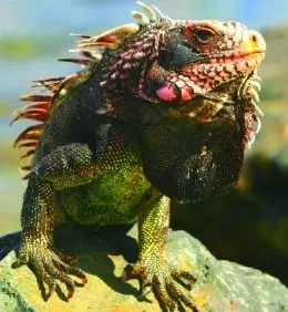 Legwan morski – niezwykły mieszkaniec Wysp Galapagos - Czasopismo ...