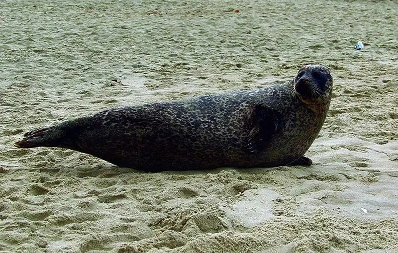 Ssaki morskie Bałtyku - Czasopismo Biologia w szkole | nowości z ...