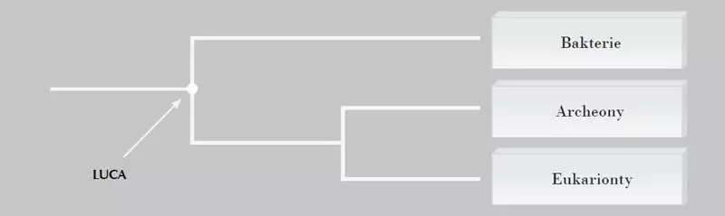 Archeony – trzecia domena życia - Czasopismo Biologia w szkole ...