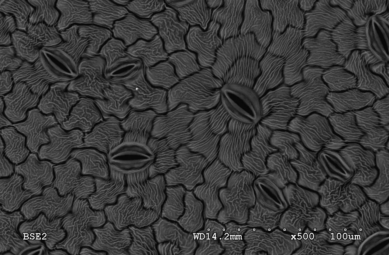 Epiderma – prawie niewidoczna, ale jak ważna! - Czasopismo Biologia w ...