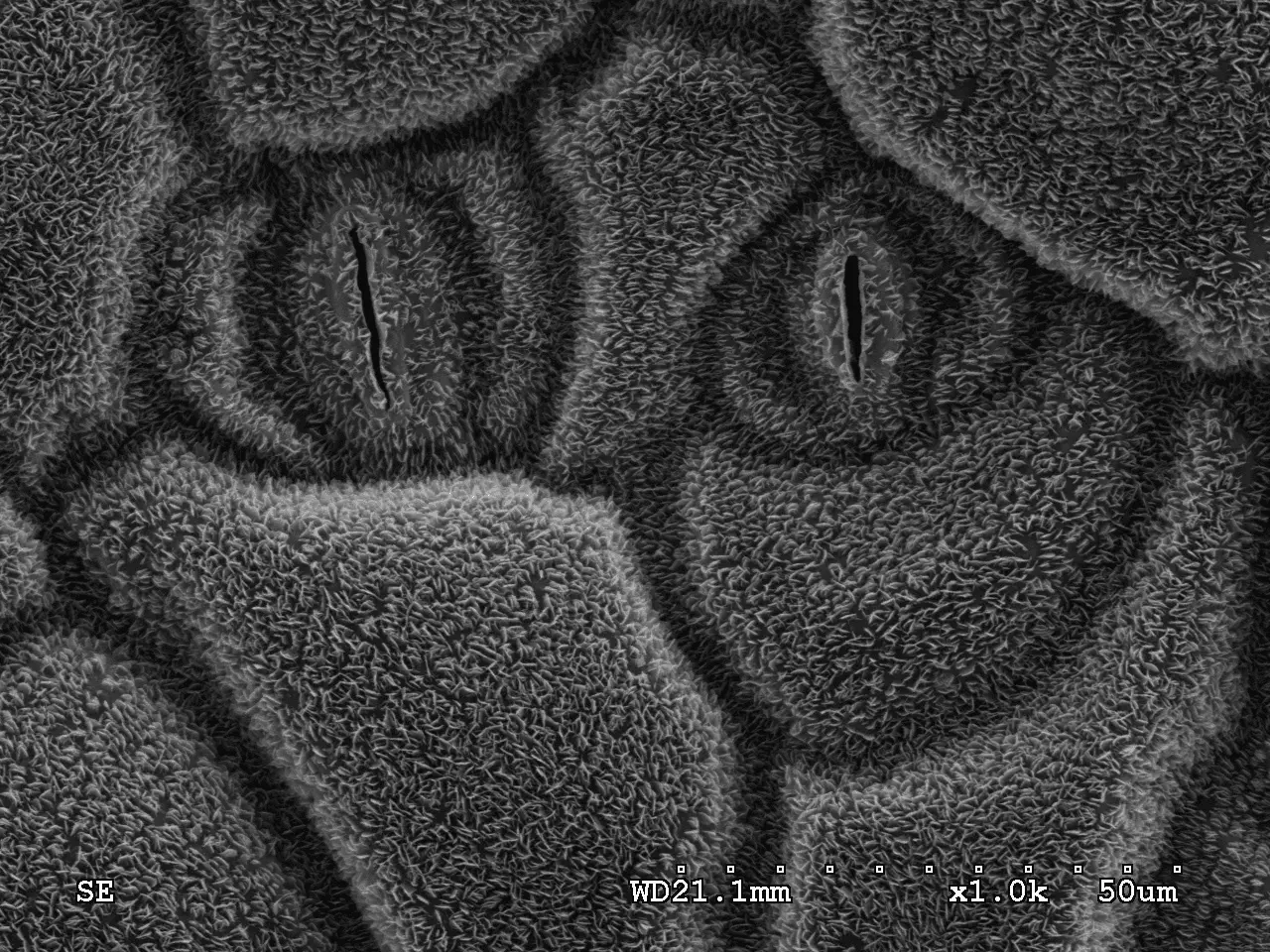 Epiderma – prawie niewidoczna, ale jak ważna! - Czasopismo Biologia w ...