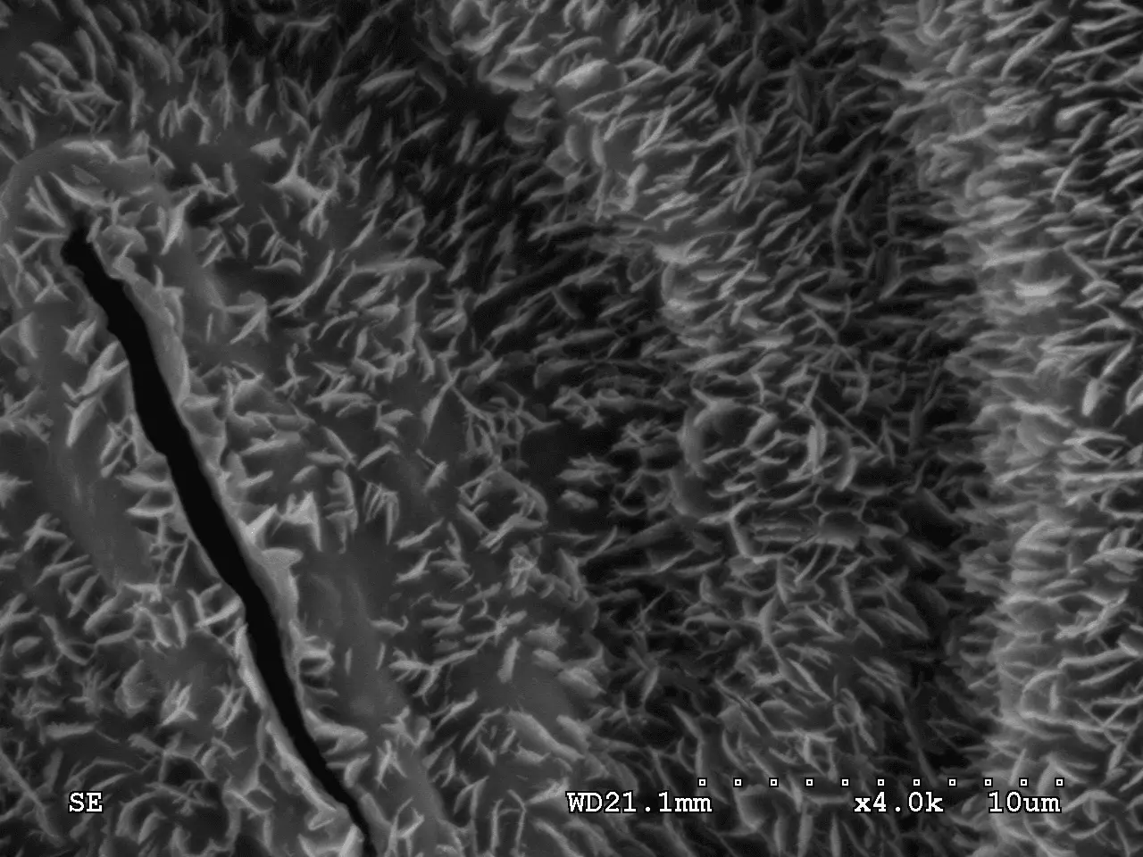 Epiderma – prawie niewidoczna, ale jak ważna! - Czasopismo Biologia w ...